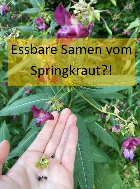 Essbare Samen vom Drüsigen Springkraut entdecken 🌿 :: Kraeuterwanderung ...
